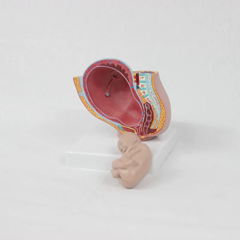 Human Anatomy Model of the Reproductive System Polyvinyl Chloride Part ...