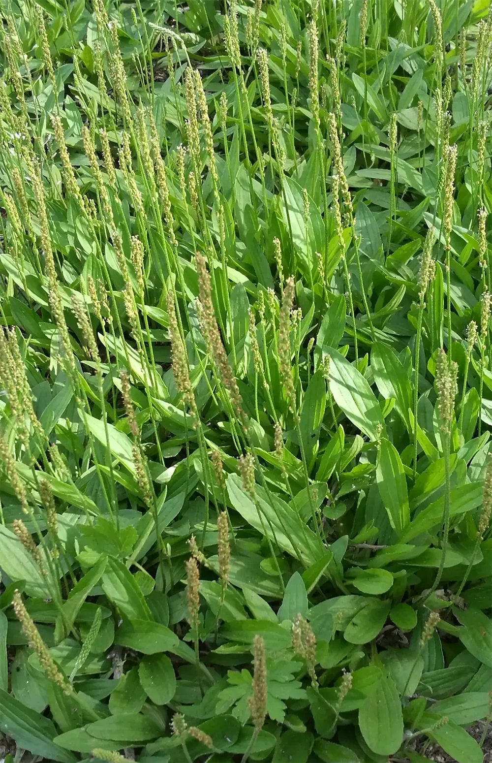 Top Plantain Extract 5:1 Water Grade Plantain Extract From Factory ...