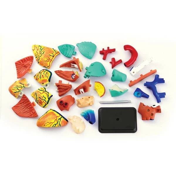 Science Toys Medical 14cm Heart Anatomy Model Hot Sale Kits For Kids ...