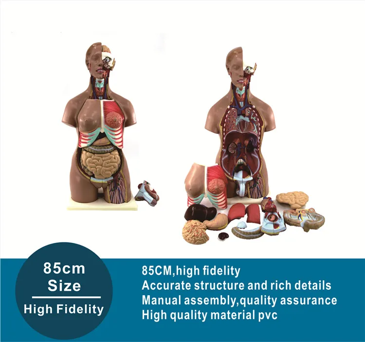 Advanced PVC Medical Human Anatomy Torso Model 85 Cm