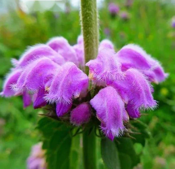 Bulk Natural Herbal Supplement Phlomis Umbrosa Extract Powder - Buy Phlomis Umbrosa Extract ...