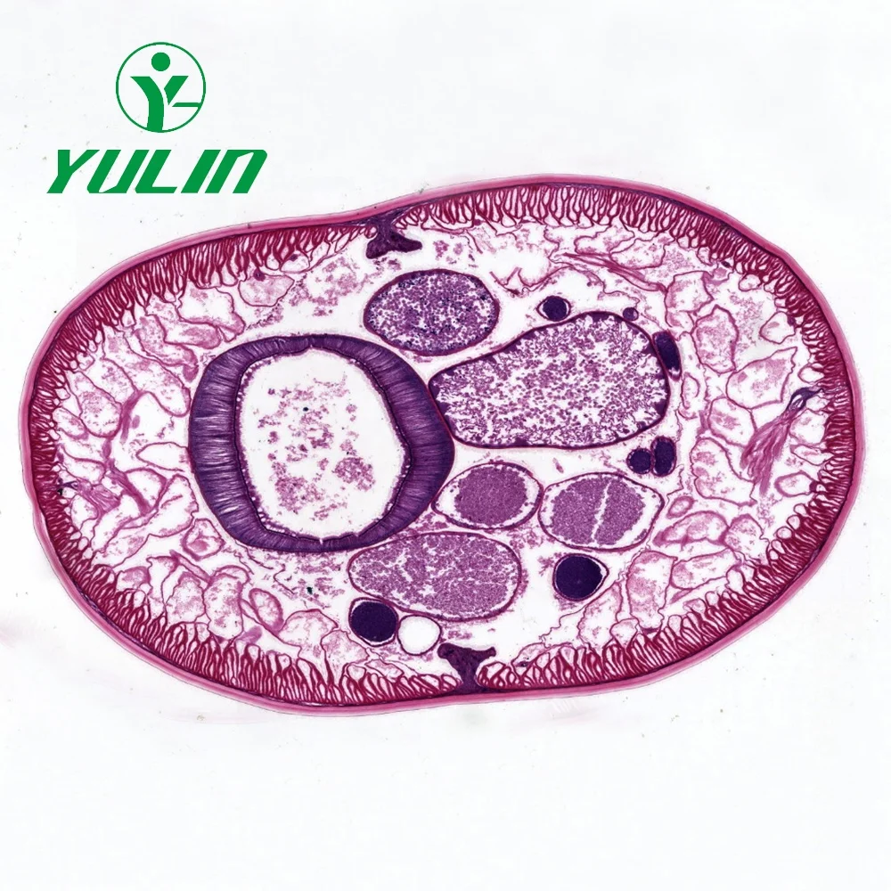 Larynx Microscope Slide