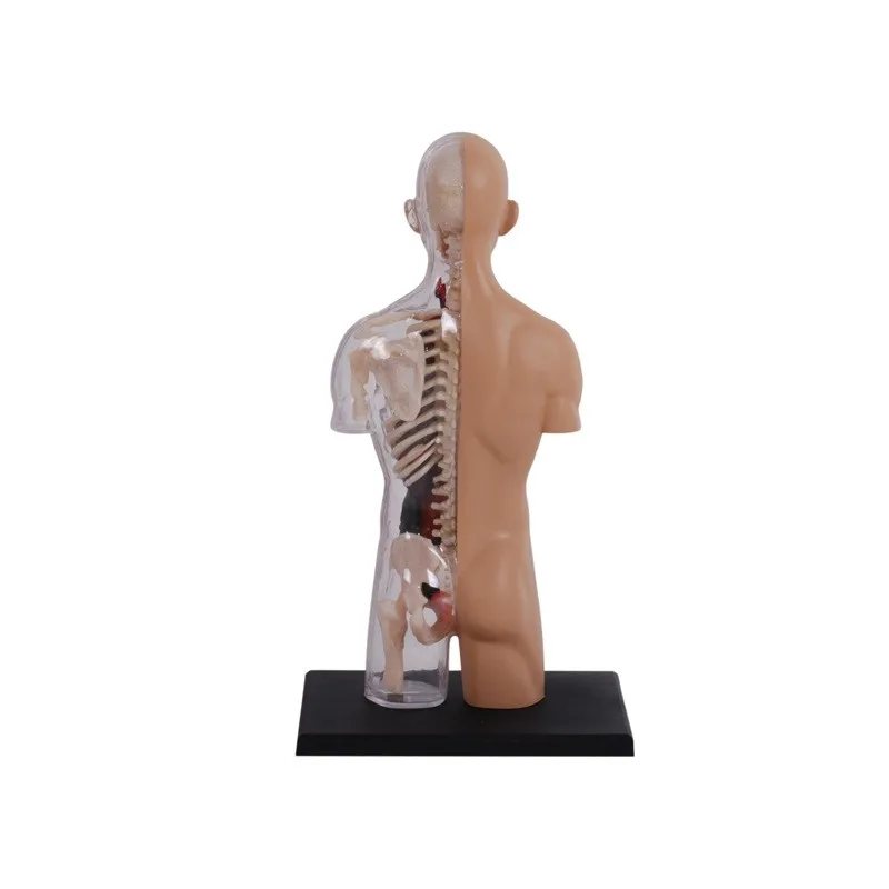 Human Half Body Transparent Anatomy Torso Model Male Anatomical Torso ...
