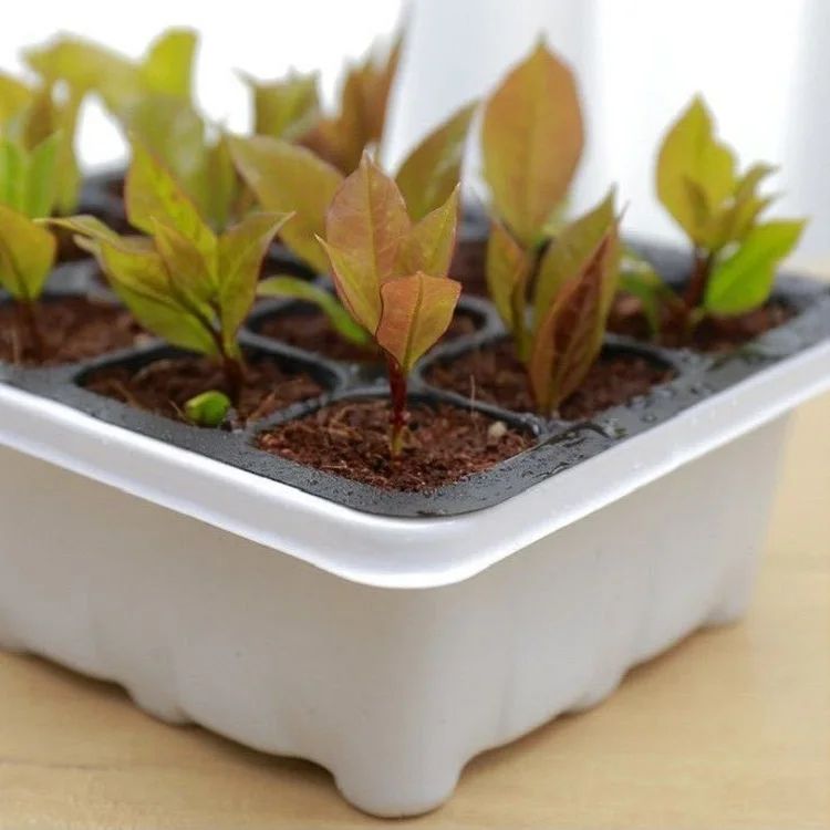 12 Hole Plant Seed Grows Box Nursery Seedling Starter Garden Yard Tray ...