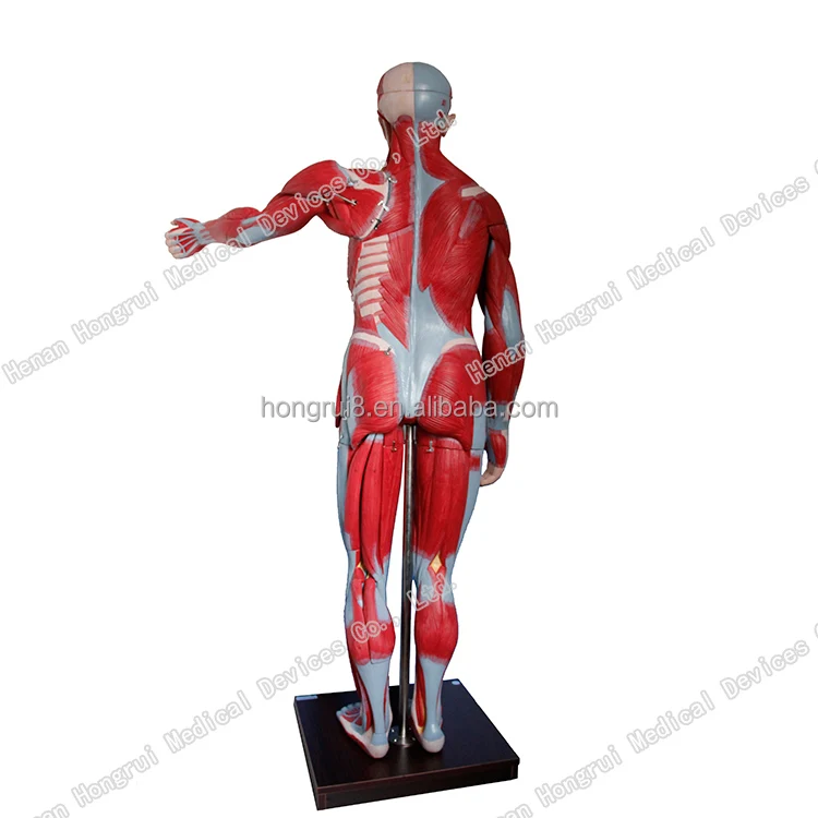 Muscles Of Male With Internal Organ,Muscles Anatomy Model - Buy Muscles ...