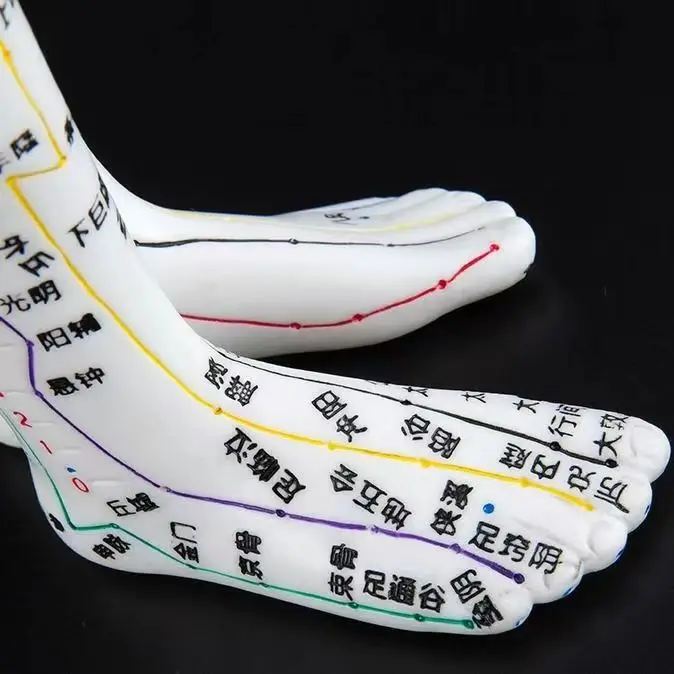 Professional Acupuncture Human Body Model Male Life Size Acupuncture ...