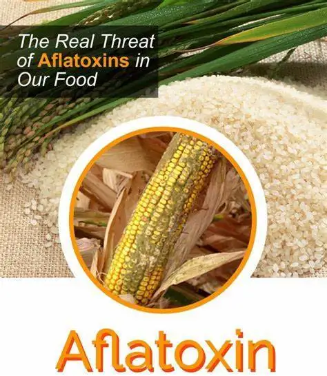 Aflatoxin B1 M1 Test Kit - Rapid Testing for Food Safety