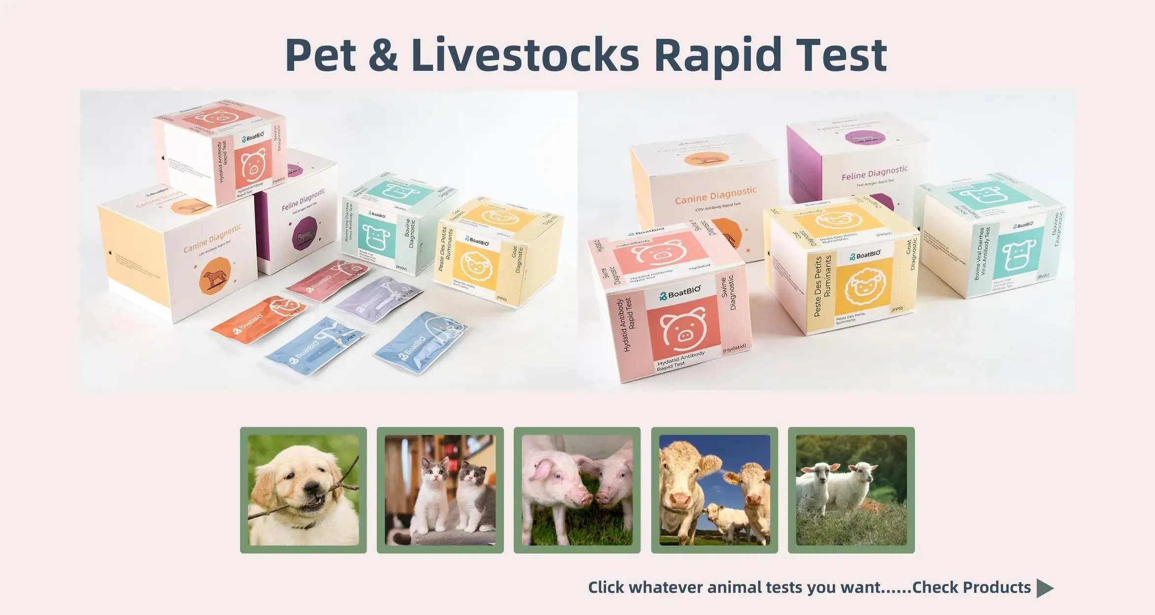 Pet Health Care Diagnostic Kit Feline Fcov Ag Rapid Test Kit For Cat ...