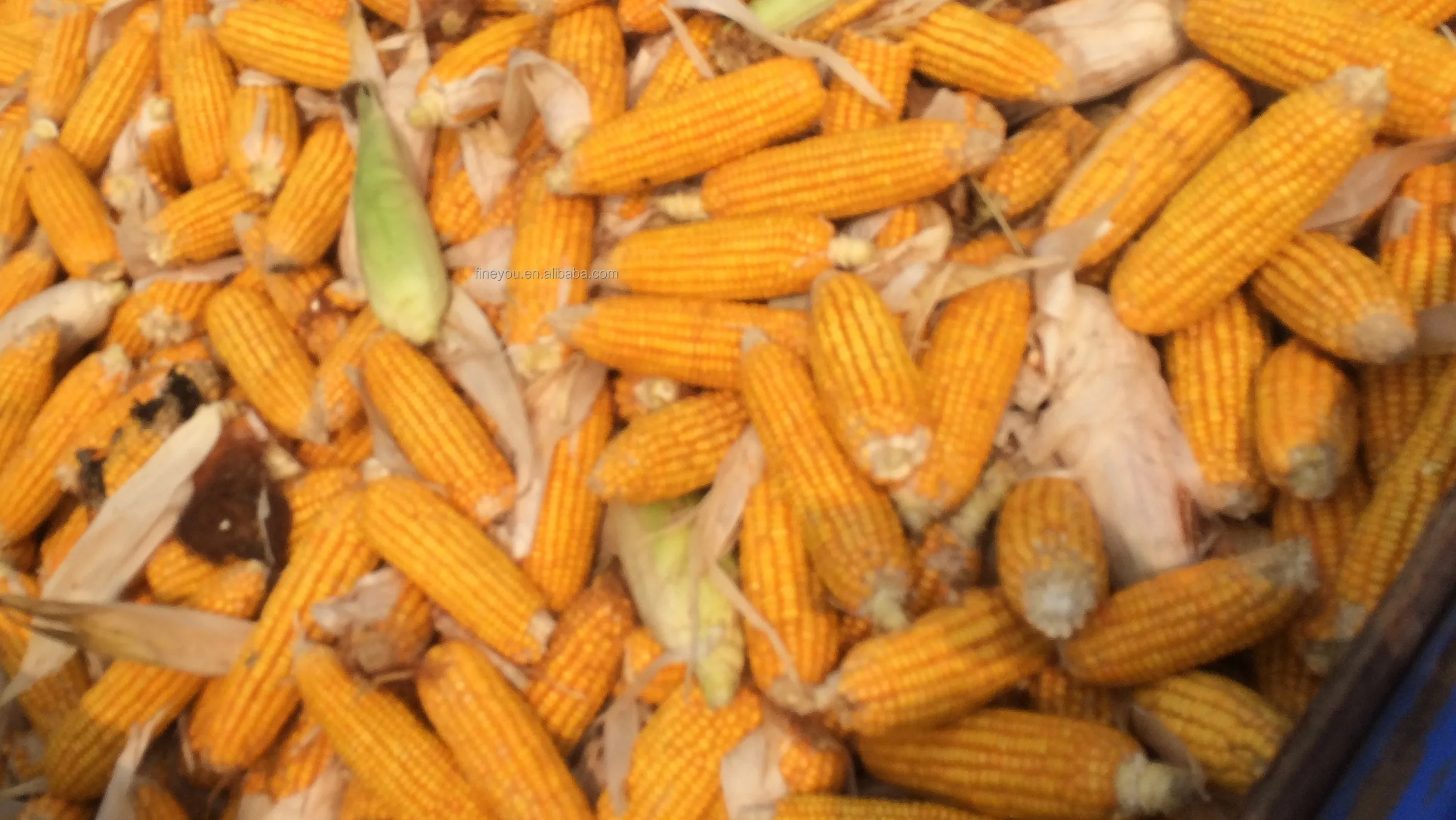 Maize Harvesting In 2 Rows Mini Ear Corn Combine Harvester - Buy Ear ...