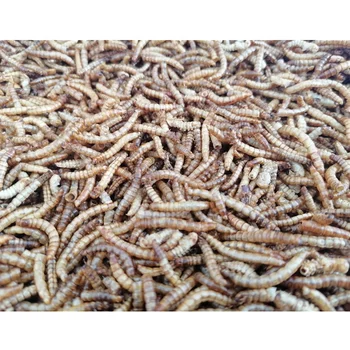 High Protein Dried Maggot Microwave Dried Black Soldier Fly Larvae ...