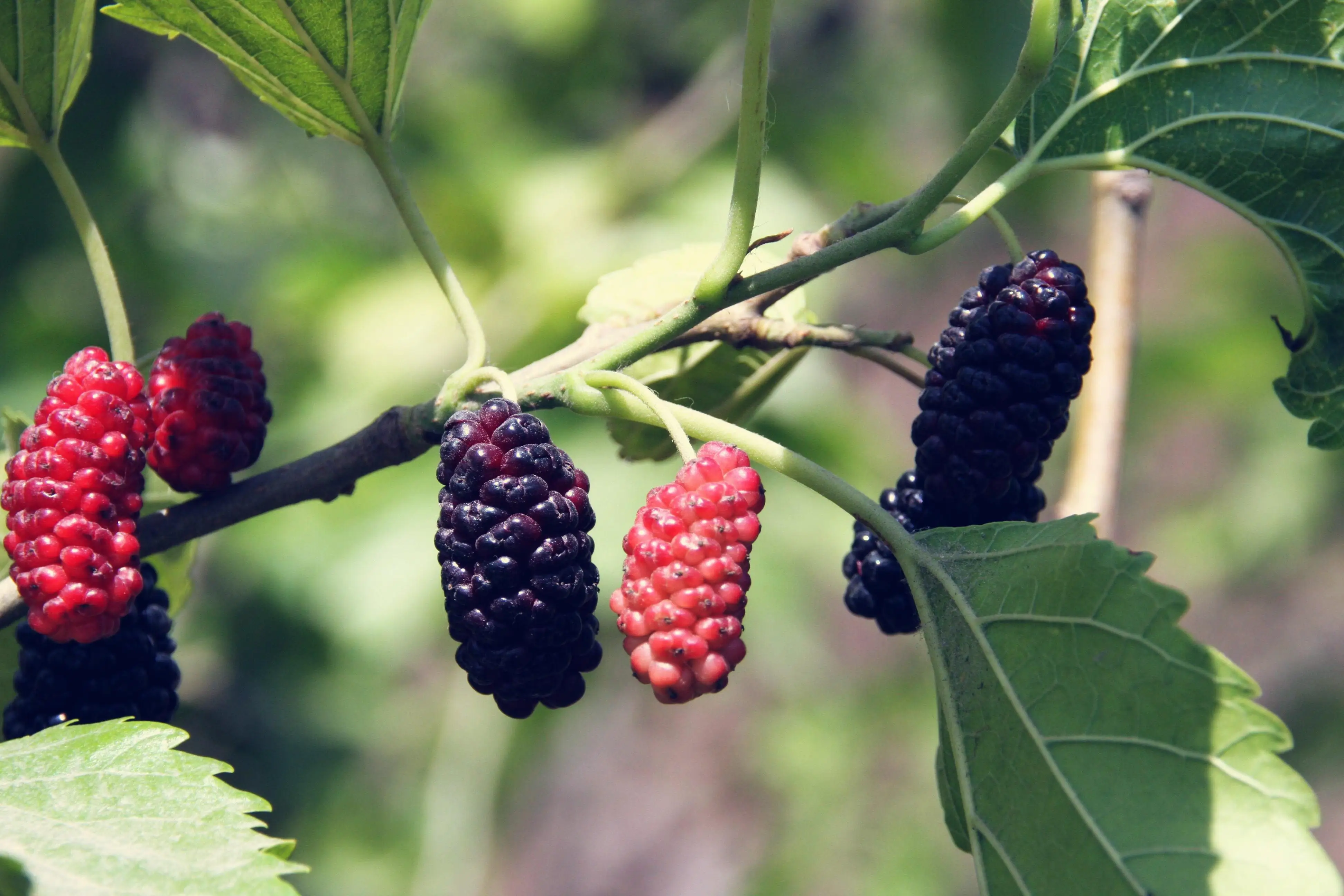 HALAL 100% Pure Mulberry Concentrate Juice Natural Fruit Flavor ...