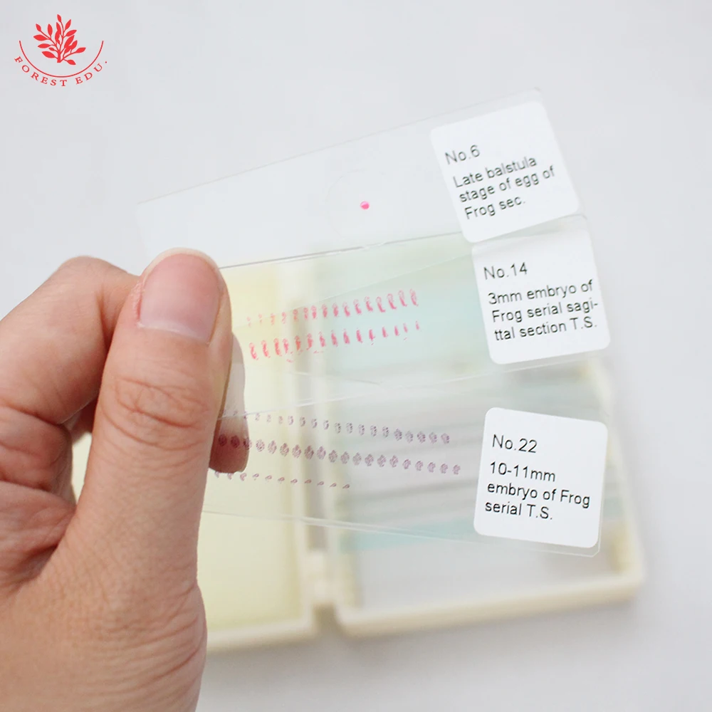 28 Prepared Microscope Slides Frog Embryo Microscope Prepared Teaching ...