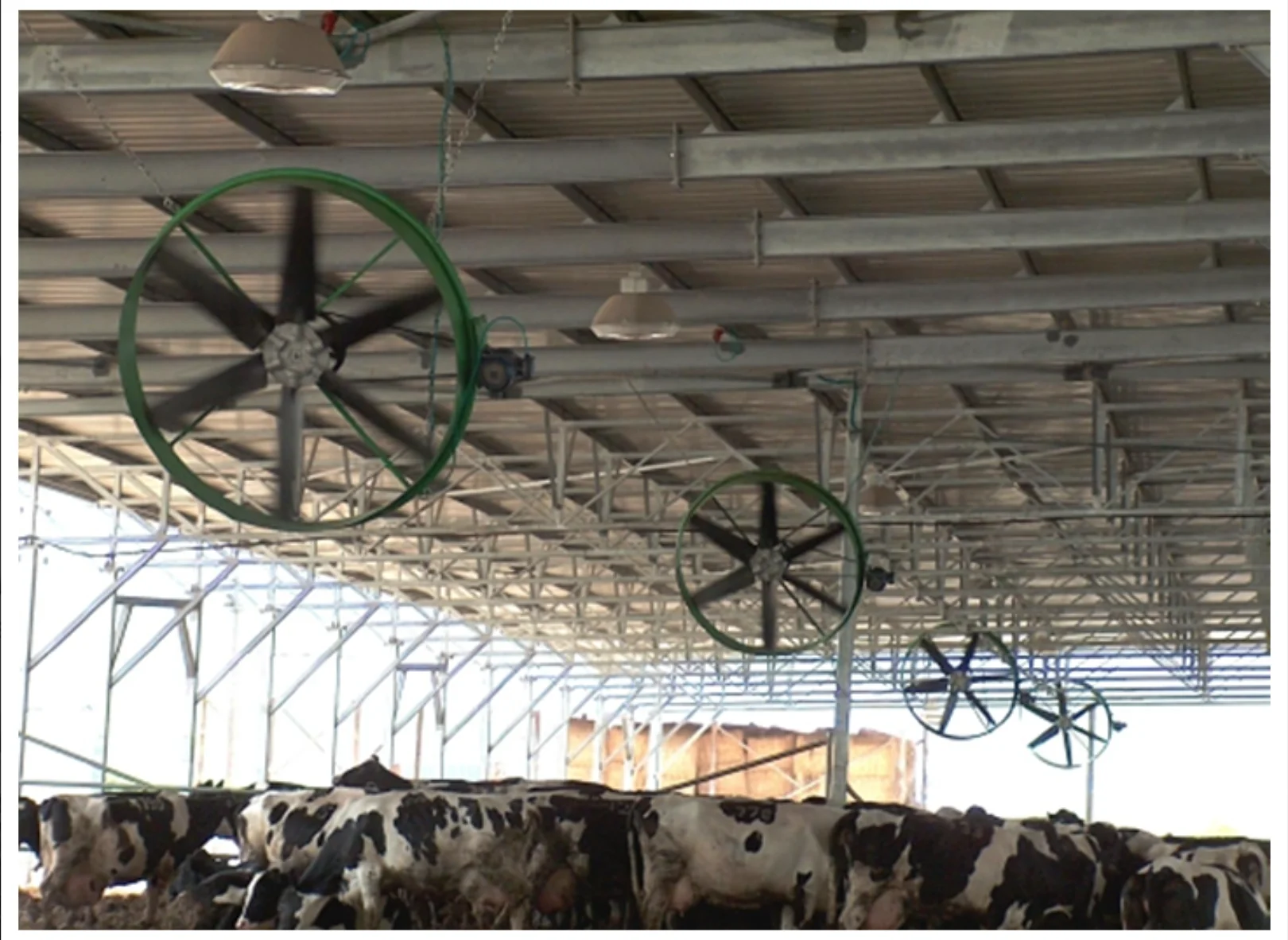 Cow Cooling/dairy Cooling Fan - Efficient Cattle System