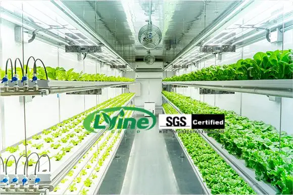 Vertical Hydroponic Barley Growing Shipping Container Farm