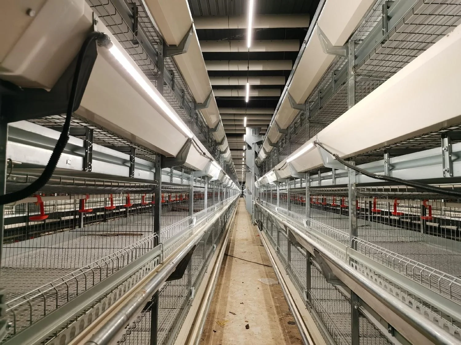 DC48V T6 Hontech Wins Poultry House Lighting Sunrise and Sunset ...