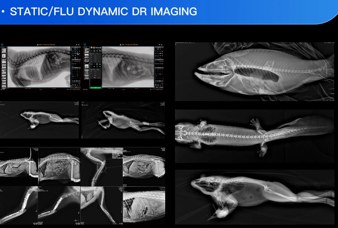 Veterinary CT Scan Machine | Cat & Dog Radiology RD Equipment | Pet CT ...