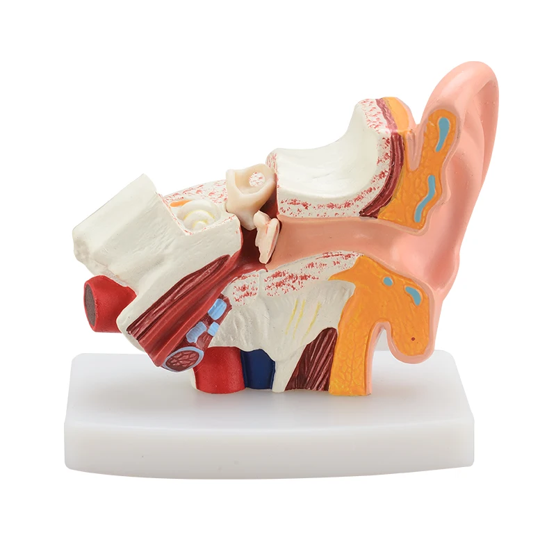 Medical Teaching Human Ear Anatomy Model Mini Pvc With Base| Alibaba.com