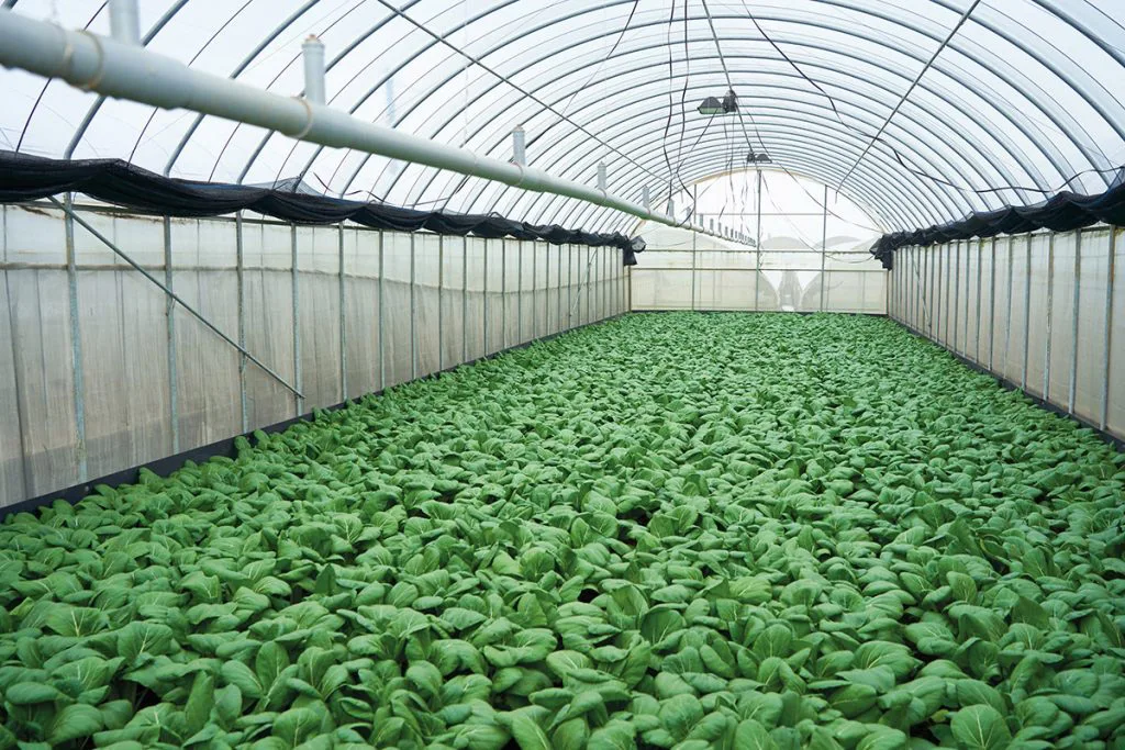 Smart Greenhouse for Snail Farming - GT Multispan Greenhouses