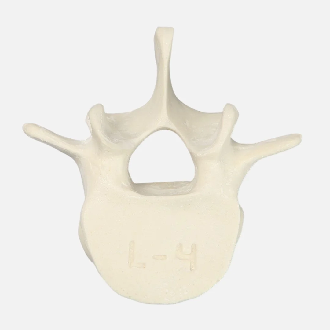 Kyrenmed L4 Sawbones Lumbar Vertebra L4 Model Solid Foam Life Size ...