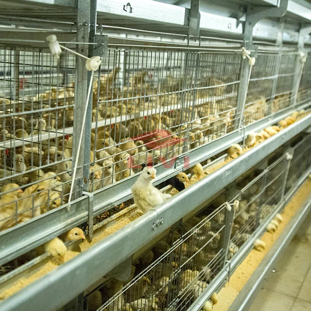 H Battery Cage Automatic Layer Hen Chicken Poultry Farm Equipment 5 ...