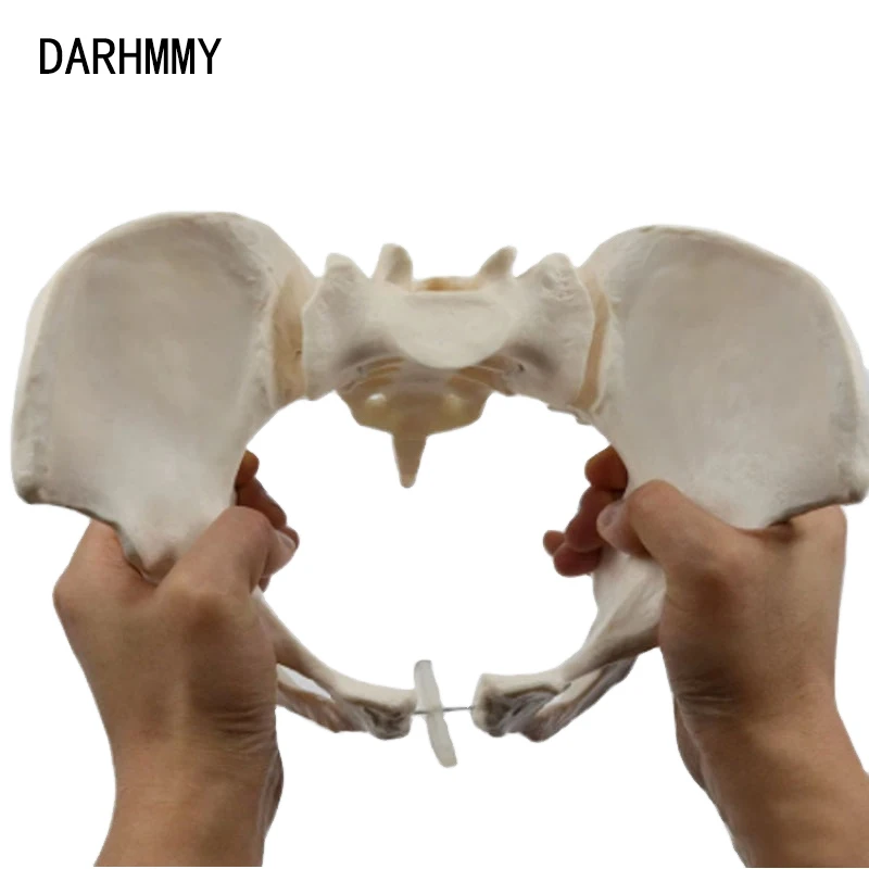 DARHMMY Life Size Female Pelvis Model Human Skeleton Anatomical Model ...