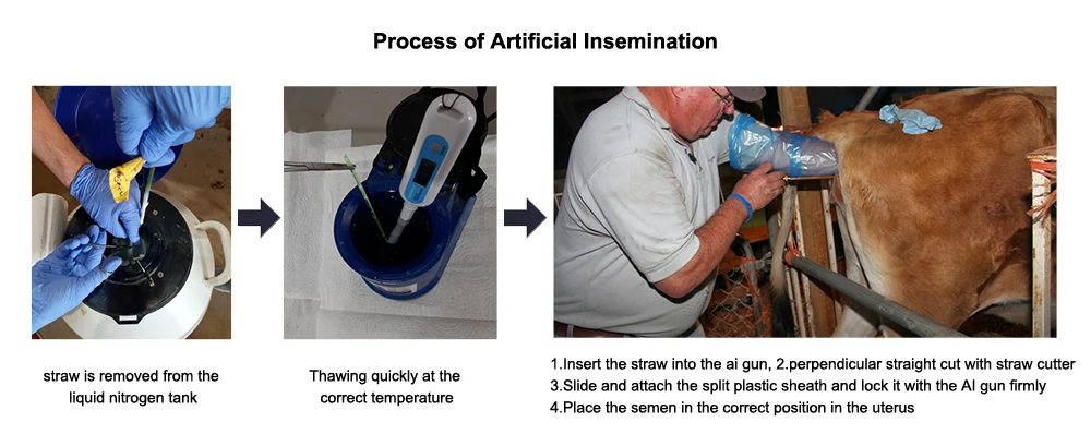 KD728 Cattle Semen Preservation - High Pregnancy Rate