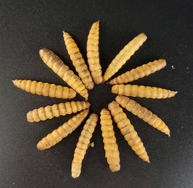 Wholesale Dried Black Soldier Flies Larva Maggots Insects High Protein ...