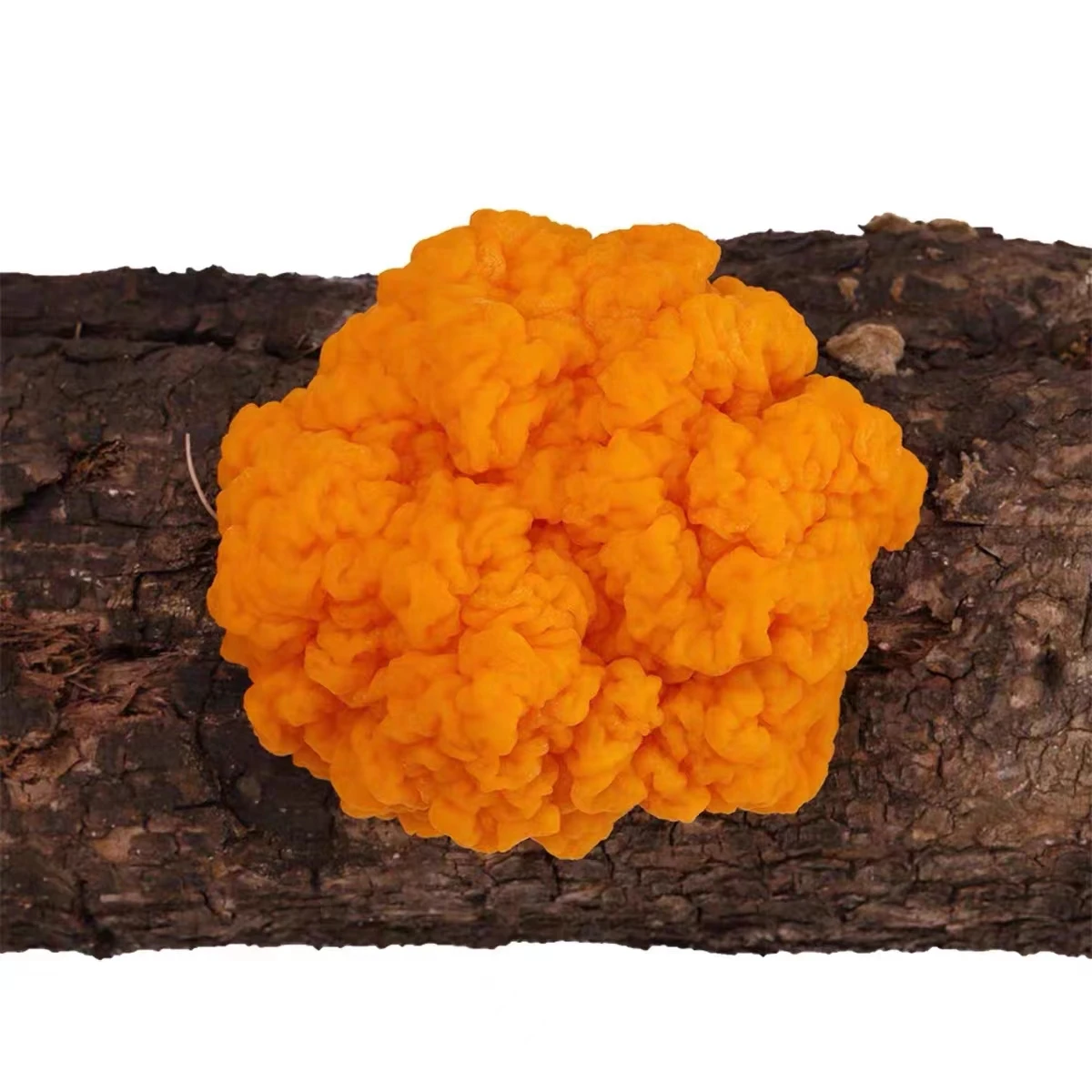 Natural Wild Golden Tremella Fungus - Fresh & Wholesale