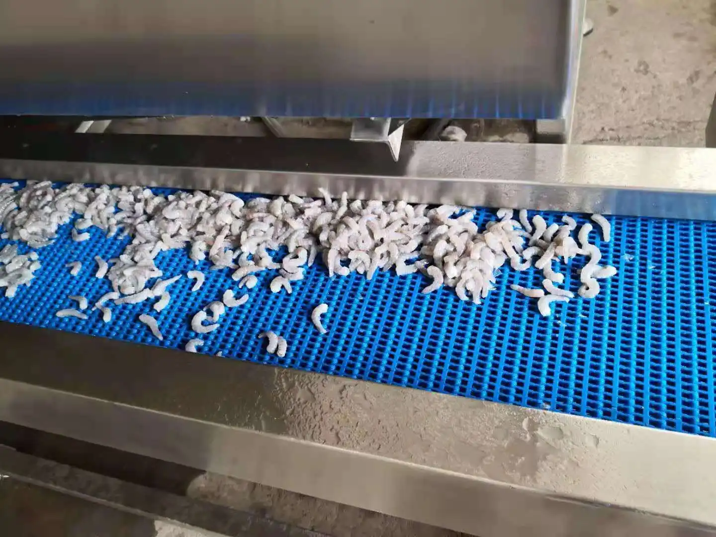 Fresh Fish Prawn Shrimp Cleaning Grading Machine Dry Fresh Shrimp ...