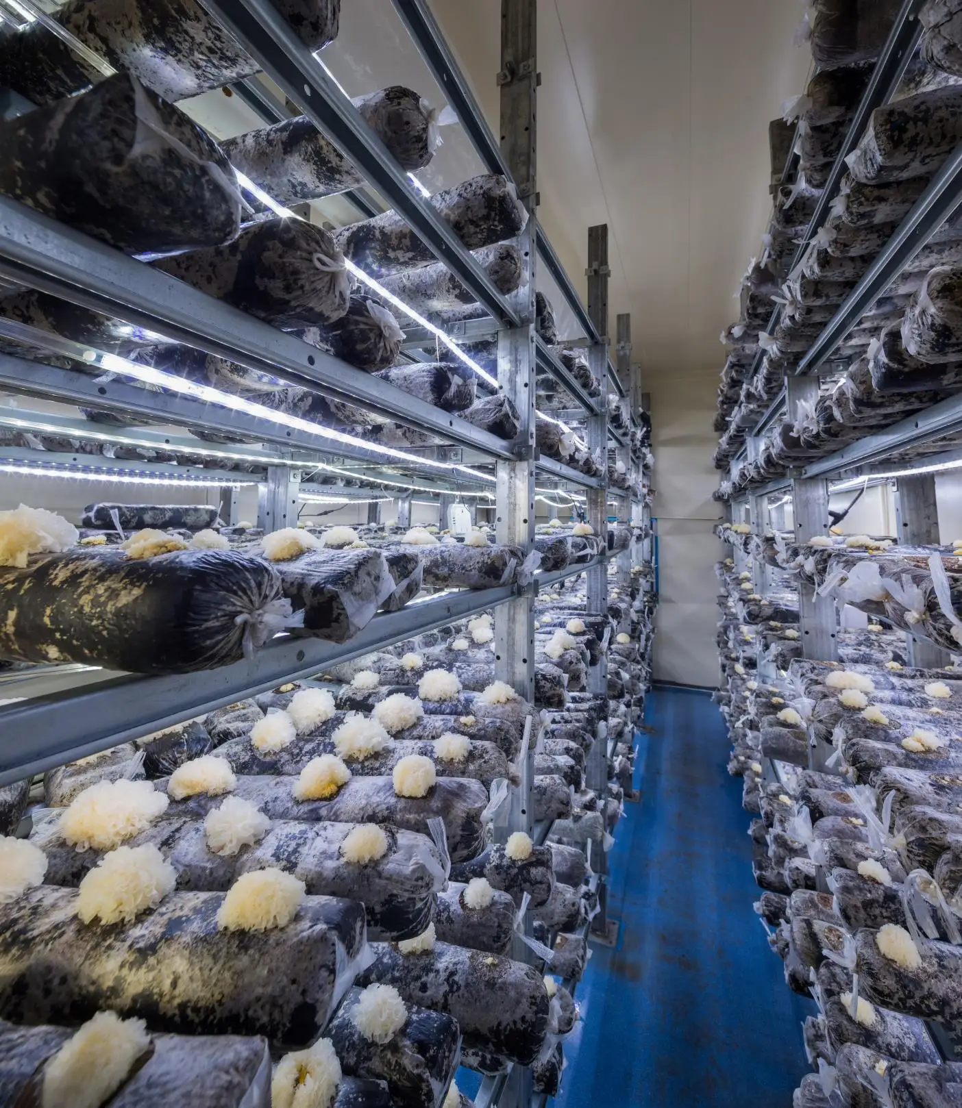 Intelligent Mushroom Growing - Efficient Cold Room Solutions