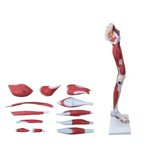 Life Size Human Lower Limb Muscle Leg Anatomical Model| Alibaba.com