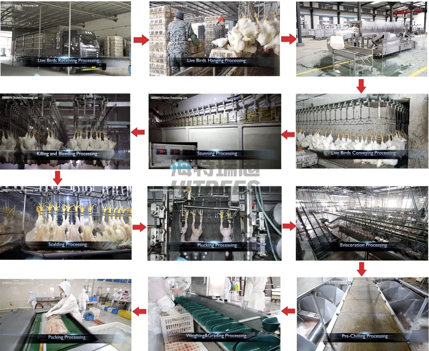 1000dph Chicken Slaughter Process - High Efficiency Equipment