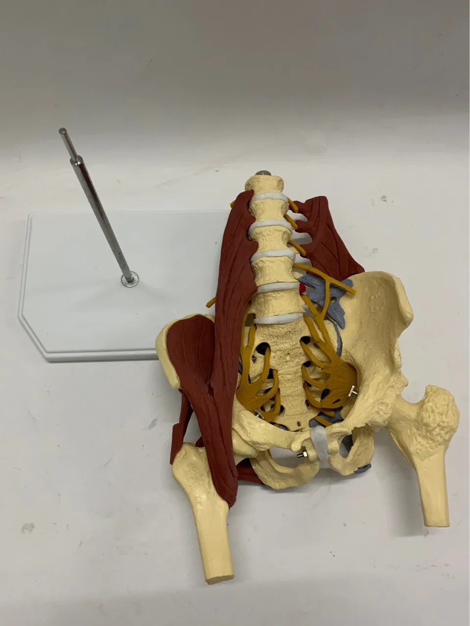 Female Pelvic With Lumbar Vertebra Muscle Model Human Skeleton Anatomy ...