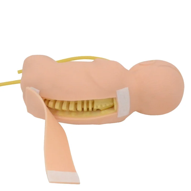 Medical Teaching Advanced Anatomy Human Model Infant Lumbar Puncture ...