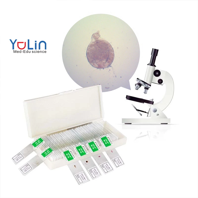Medical Research Higher Education Biology Teaching Microscope Slides ...