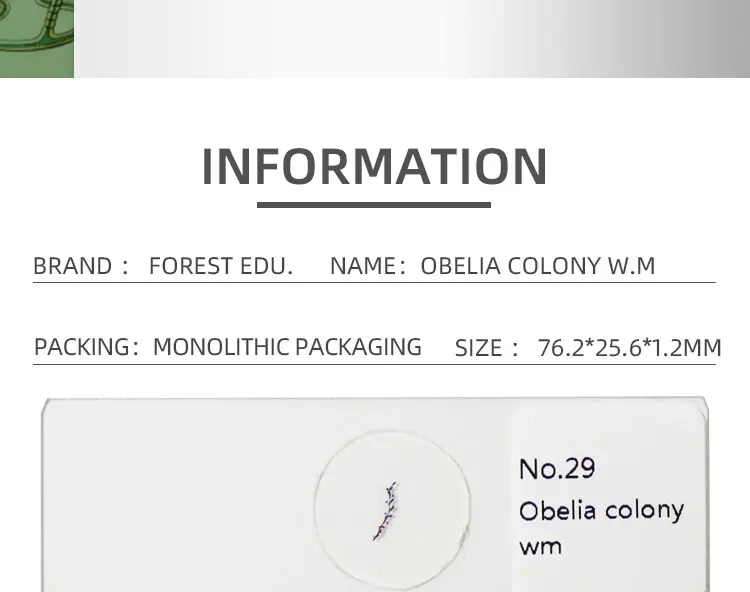 Obelia Colony Microscope Slides - Clear Microbiology Tools