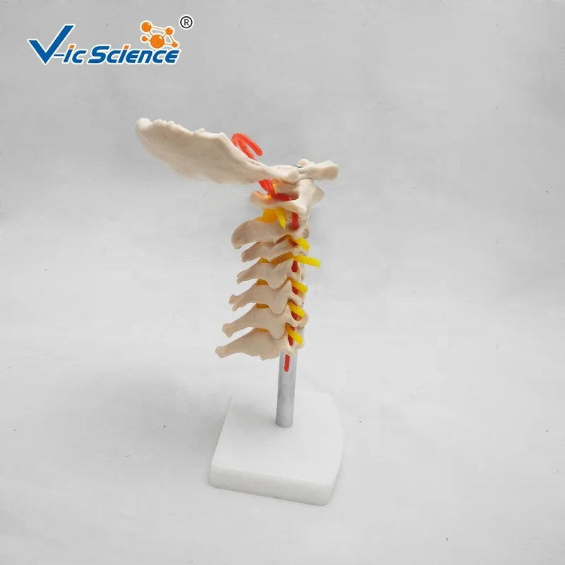 Cervical Vertebral Column With Neck Artery Plastic Spine Model Human ...