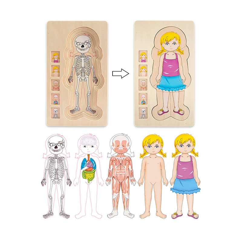 Multi Layer Montessori Human Body Structure Puzzle for Kids