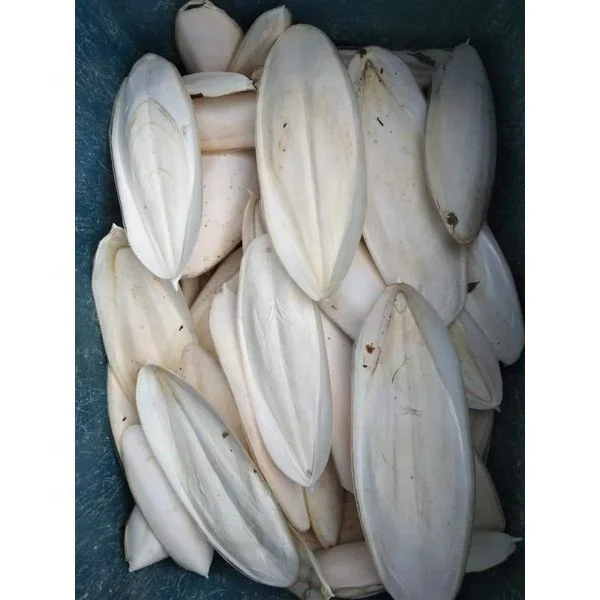 Fresh Cuttlefish Bone Available For Birds - Buy Cuttlefish Bone Product ...