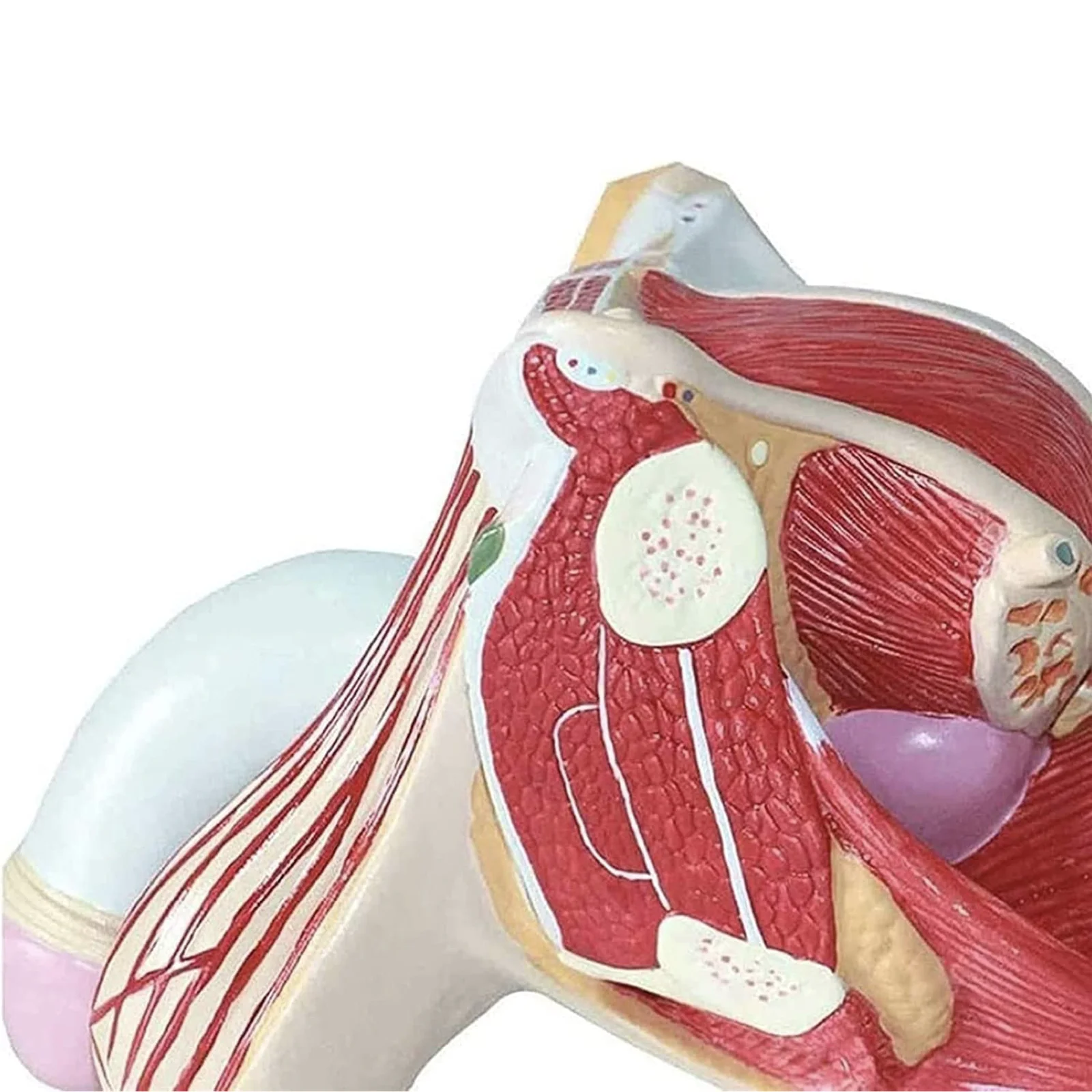 KyrenMed Male Genital Organ Anatomy Model Reproductive System Male ...