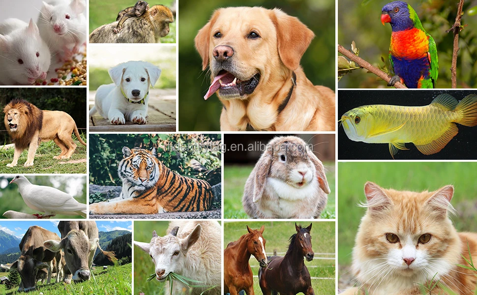 Implantable Rfid Microchip Animal Identification Transponder 13.56 Mhz ...