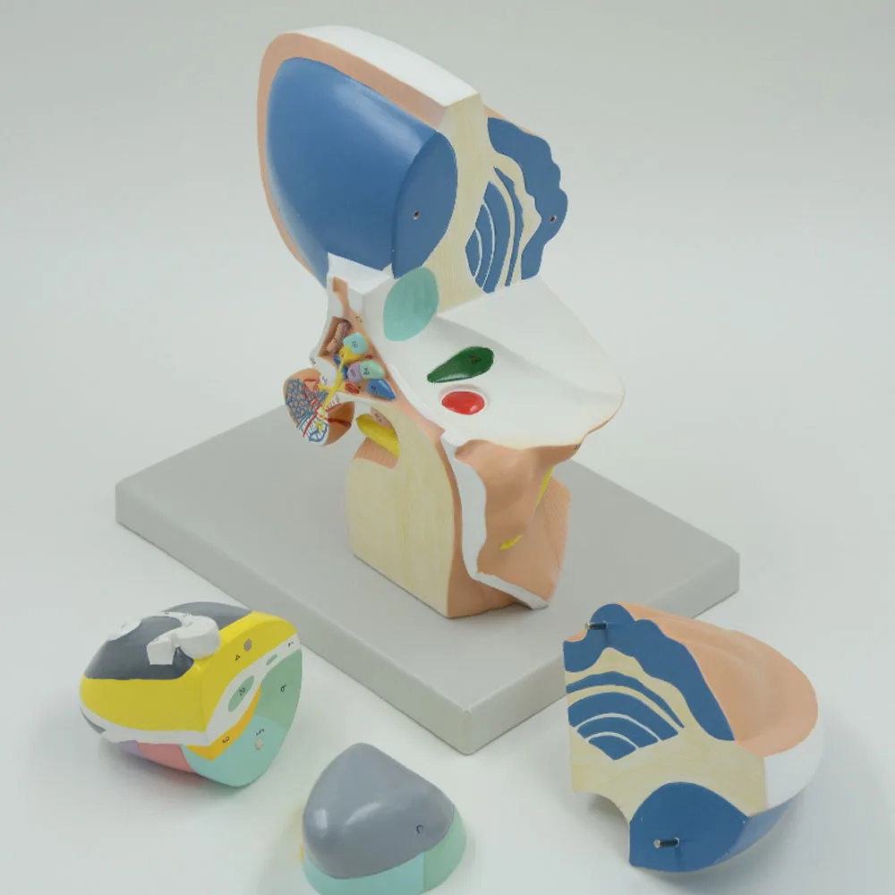 Human Plastic Diencephalon Anatomical Model For Learning And Teaching ...