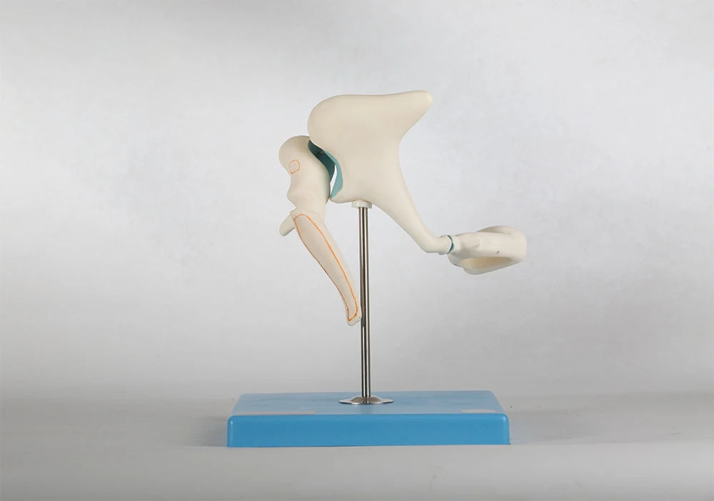 Medical Science Models Auditory Ossicle Model with Malleus Incus Stapes ...