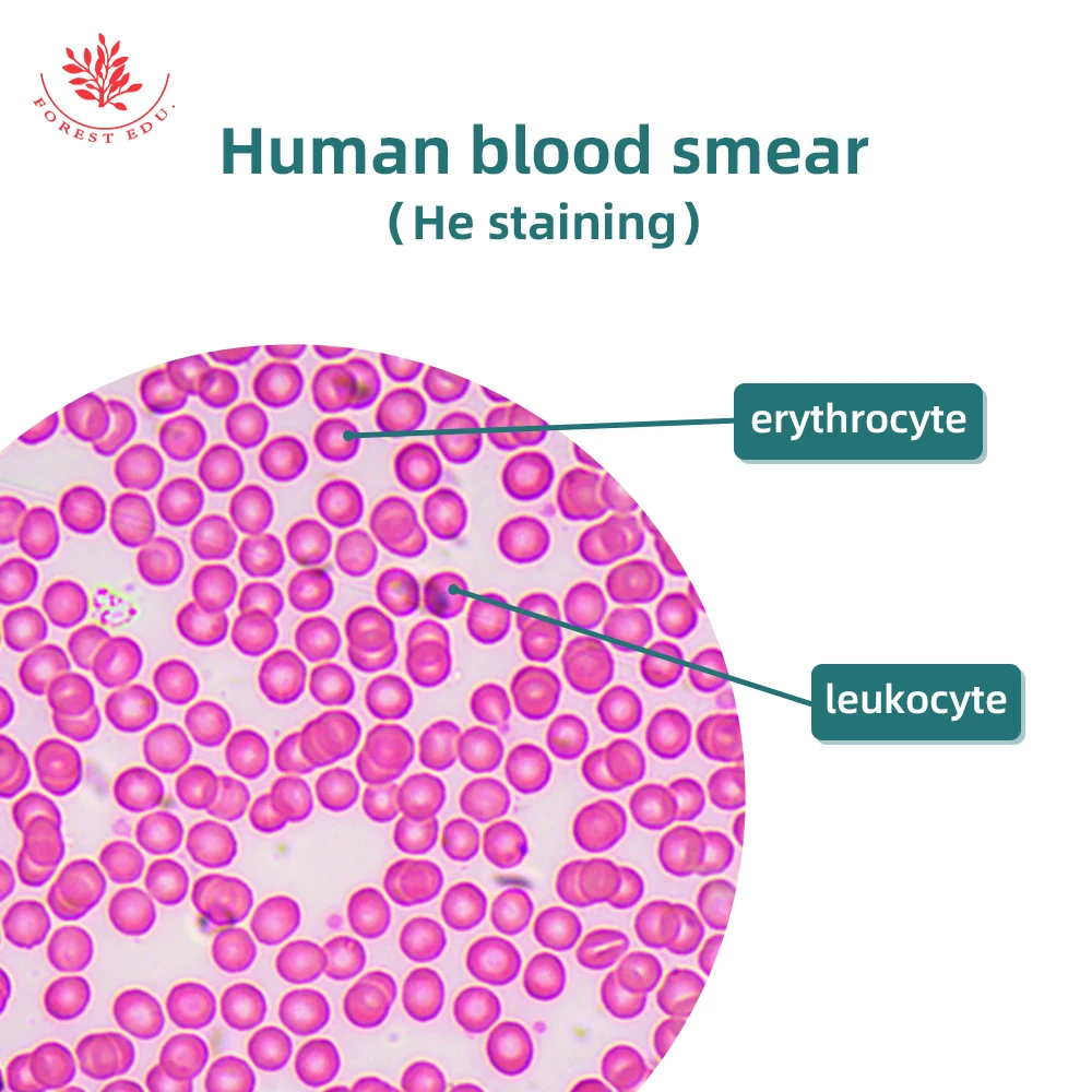 Educational Human Histology Slides - High Quality Resources