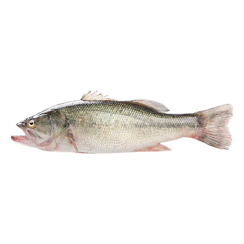 IQF bass fish Japanese Sea Bass Japanese Seaperch| Alibaba.com