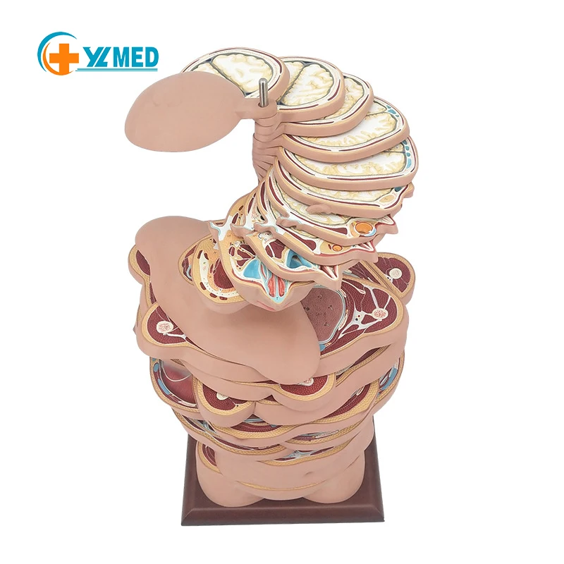 Medical Science Cross-sectional Model of Human Trunk Anatomy and ...