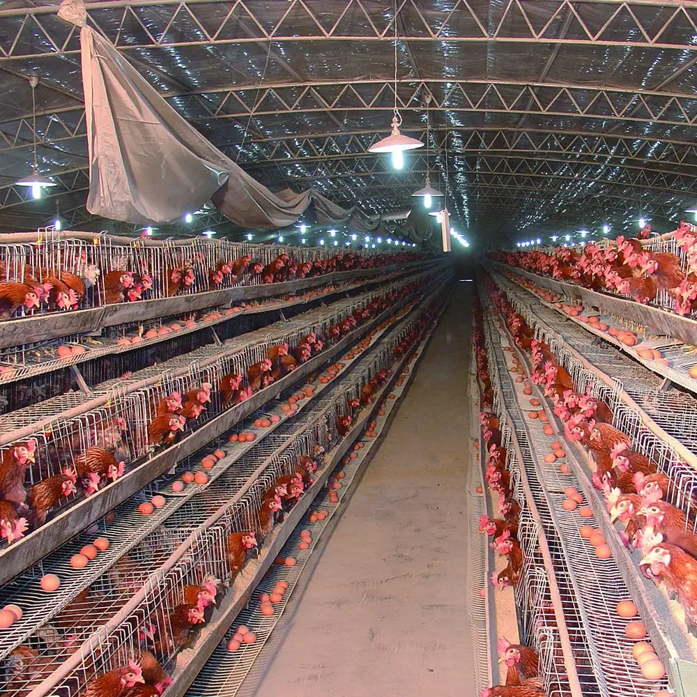 Water Treatment Automatic Chicken Layer Cage - Durable & Convenient