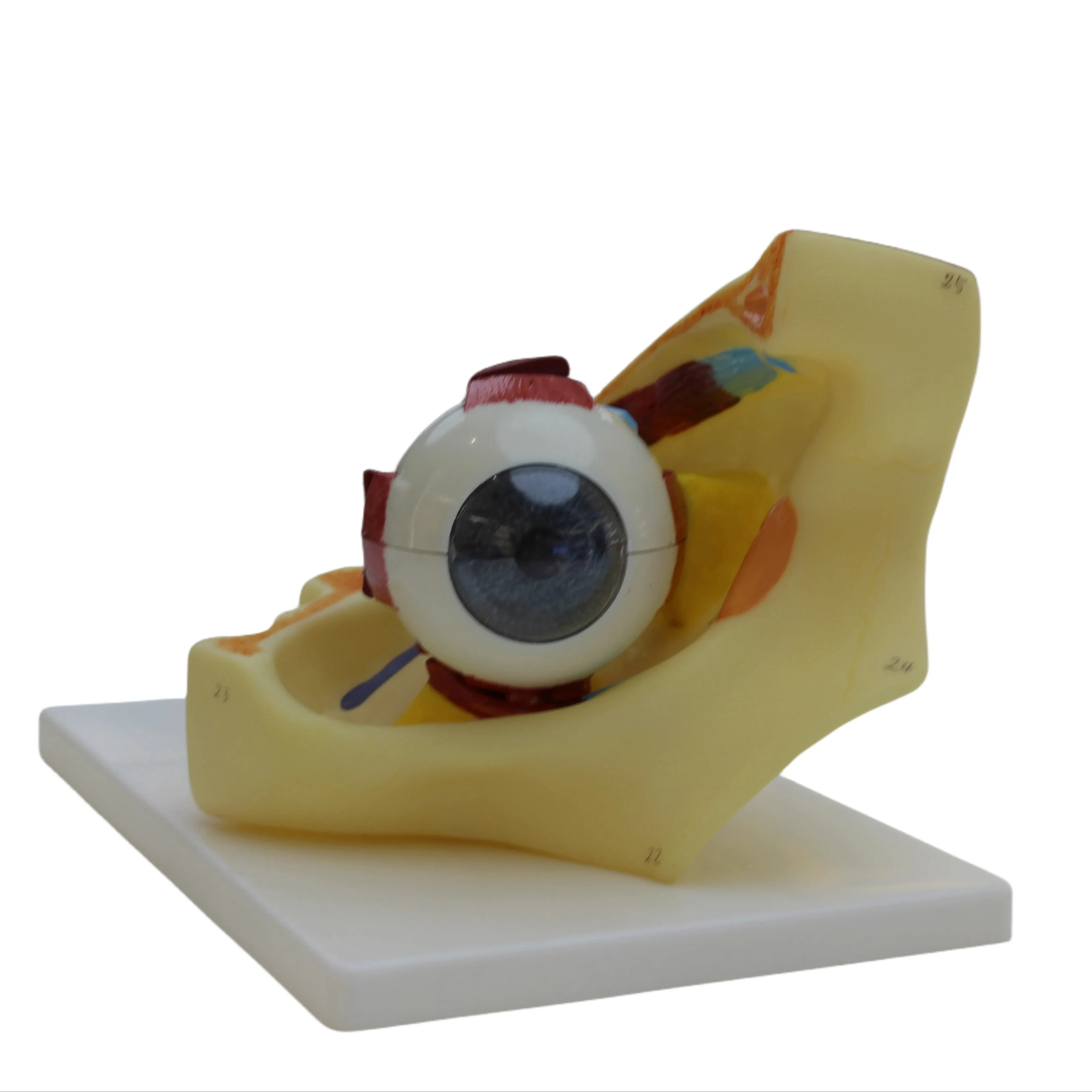 Eye Knowledge Model Of Eye Vascular Structure Learning,High Definition ...