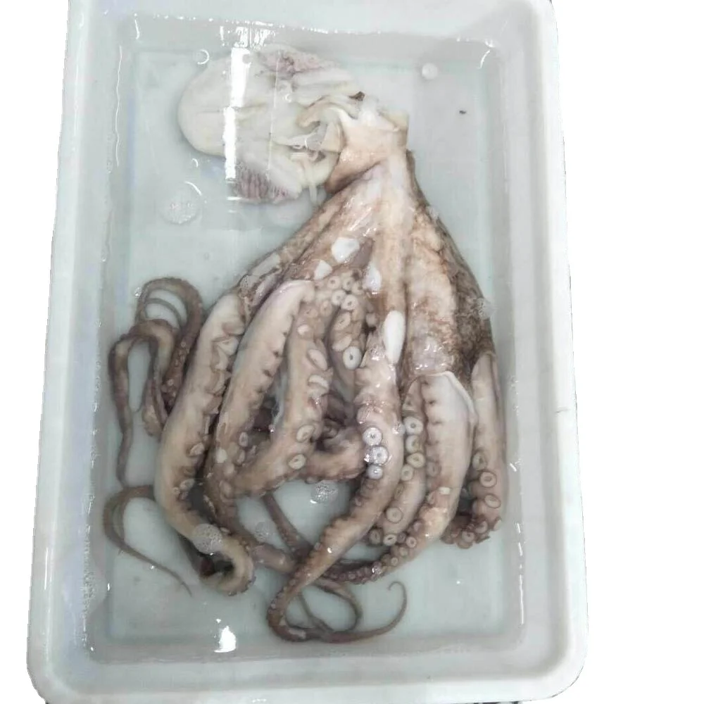 Get Price Now Frozen Giant Octopus – Premium Quality, Gutted, 3KG-5KG ...