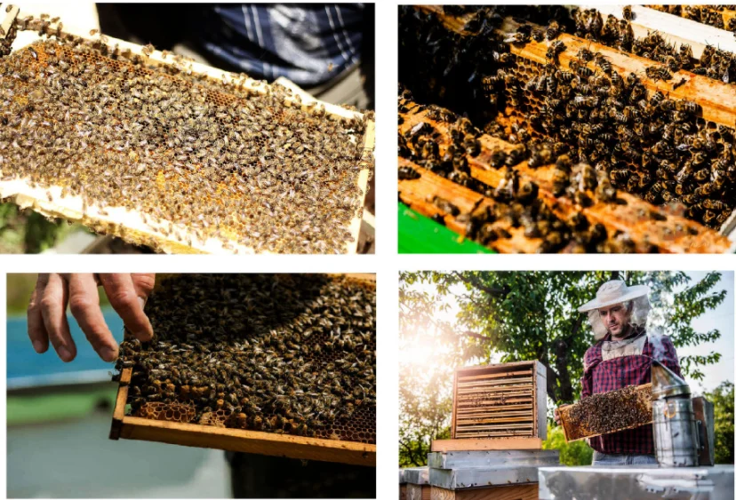 Bee Frame Wire Tensioner - Efficient Beehive Assembly